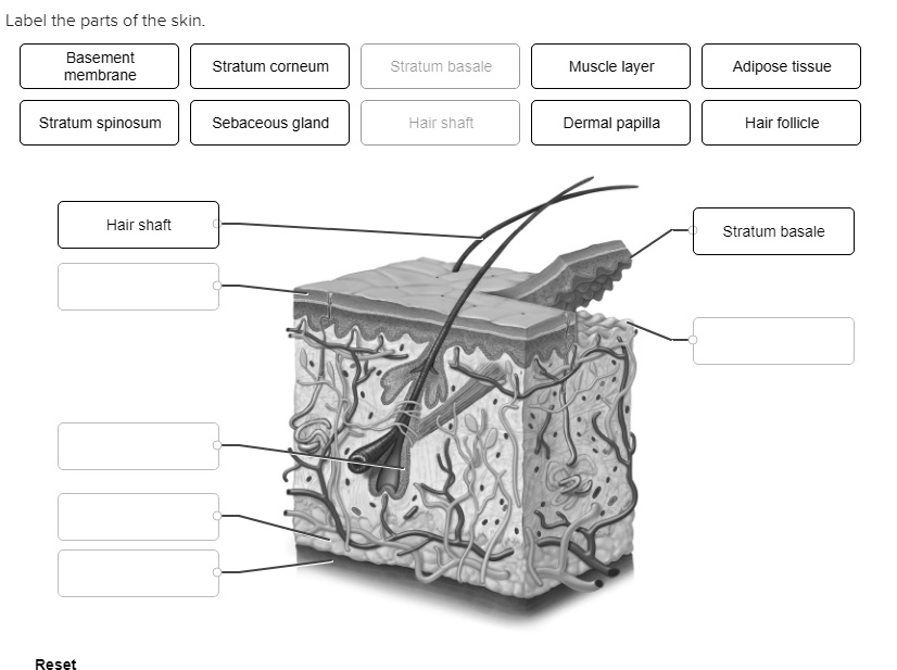 SOLVED: Label the parts of the skin Basement membrane Stratum corneum ...