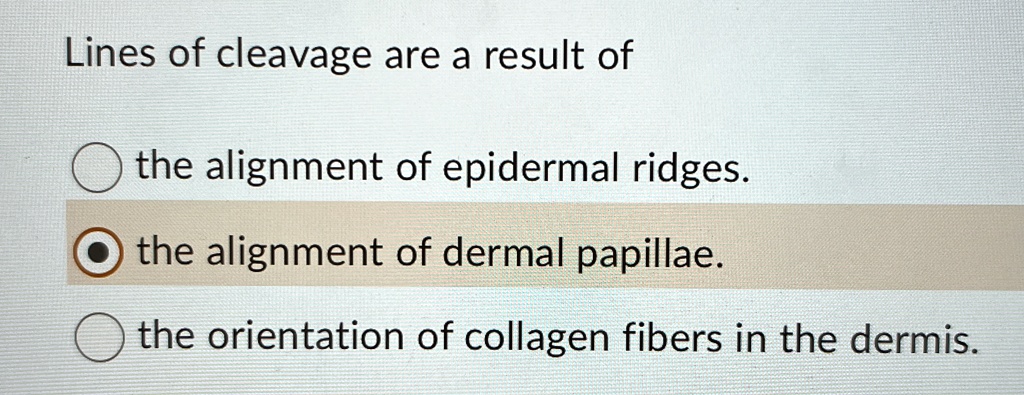 Lines of cleavage are a result of the alignment of epidermal ridges ...