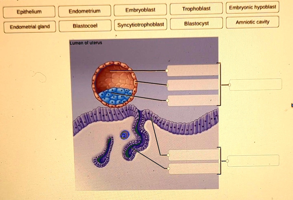 Texts: Embryoblast Trophoblast Embryonic hypoblast Epithelium ...