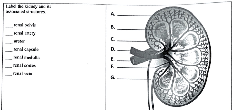 Label the kideny and its associated structures - renal pelvis - rental ...