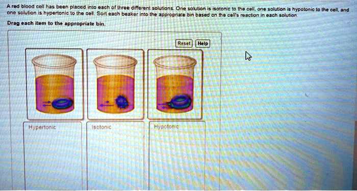 red blood cell has been aced into each pf inree difterent solubons solmon nojon the c2 one ...