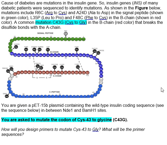 cause of diabetes are mutations in the insulin gene so insulin genes ...
