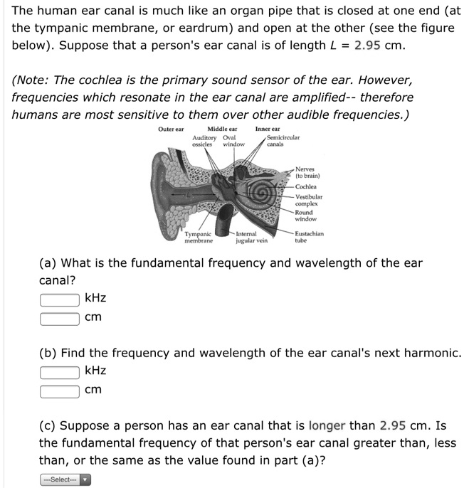 the human ear canal is much like an organ pipe that is closed at one ...