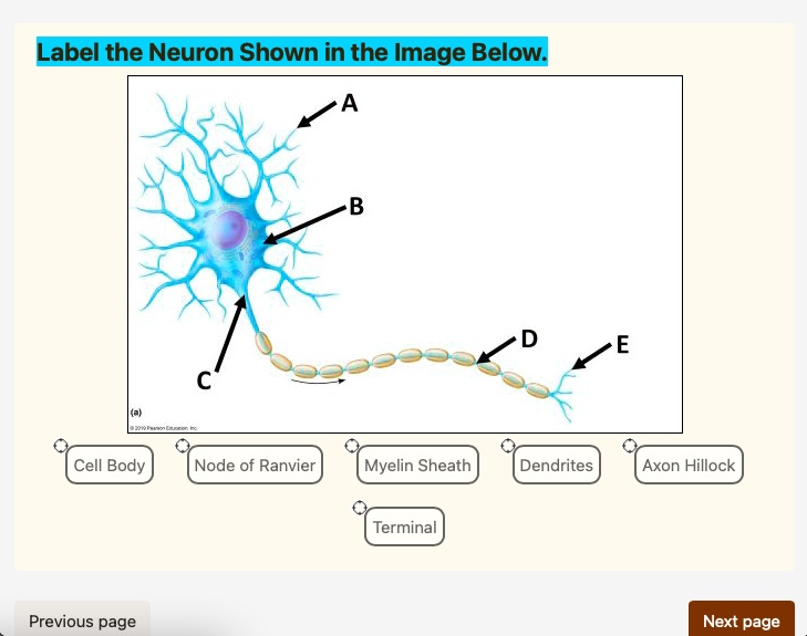 SOLVED: Label the Neuron Shown in the Image Below A Cell Body B Node of ...