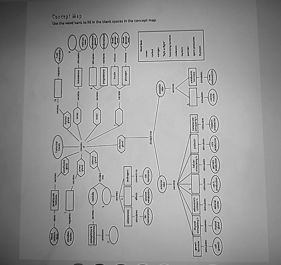 Concept Map Use the word bank to fill in the blank spaces in the ...