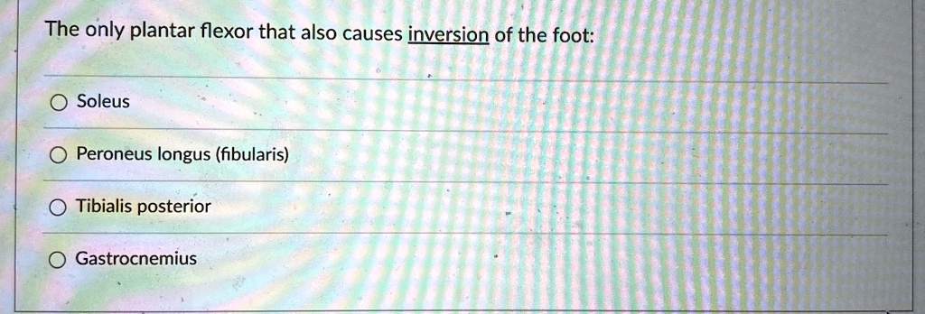 the only plantar flexor that also causes inversion of the foot soleus ...
