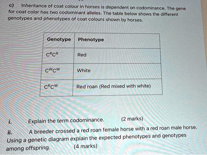 SOLVED: Genetics (Mendelian) c) Inheritance of coat color in horses is dependent on codominance ...