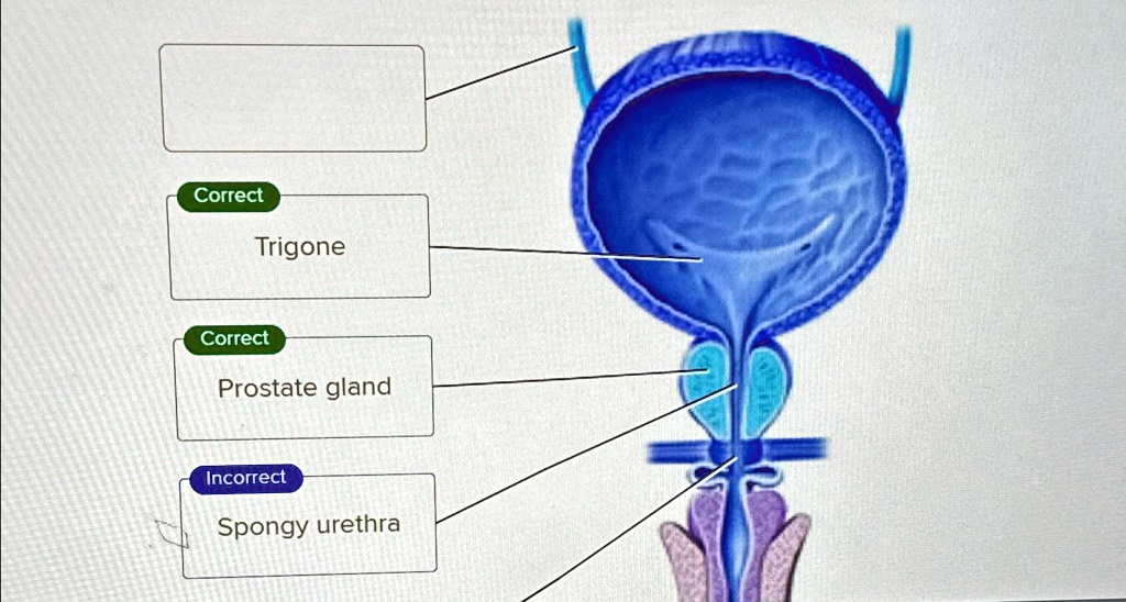 SOLVED: Label the structures of the male urinary tract prostatic ...