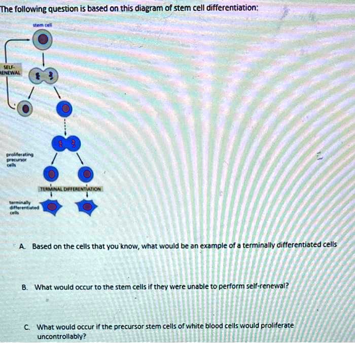 the following guestion is based on this diagram of stem cell ...