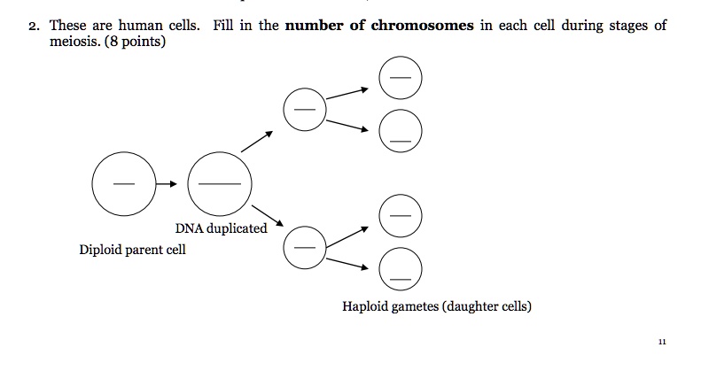 SOLVED: These are human cells Fill in the number of chromosomes in each cell during stages of ...