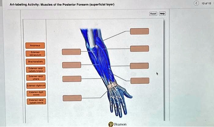 SOLVED: Texts: Art-labeling Activity: Muscles of the Posterior Forearm ...