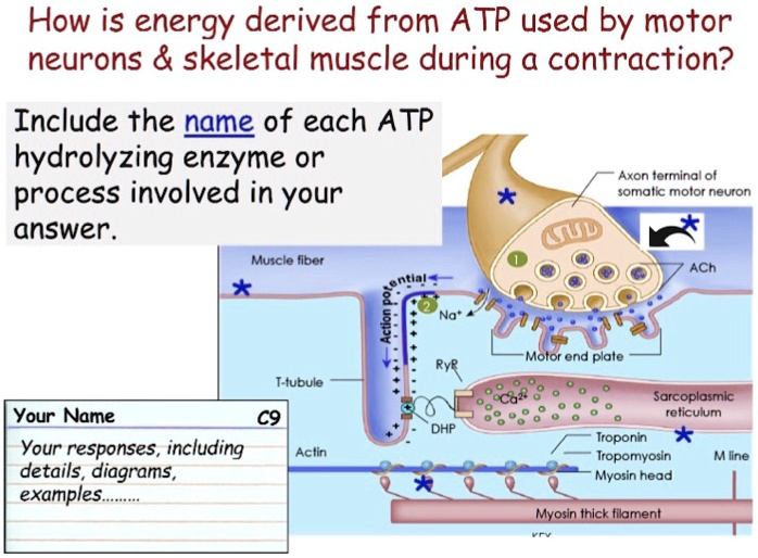 How is energy derived from ATP used by motor neurons skeletal muscle ...