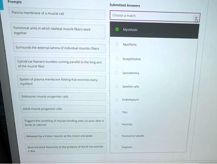 SOLVED:Prompts Submitted Answers Plasma membrane of & muscle cell ...