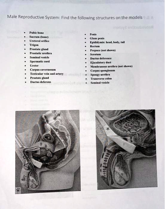 Male Reproductive System: Find the following structures on the models ...