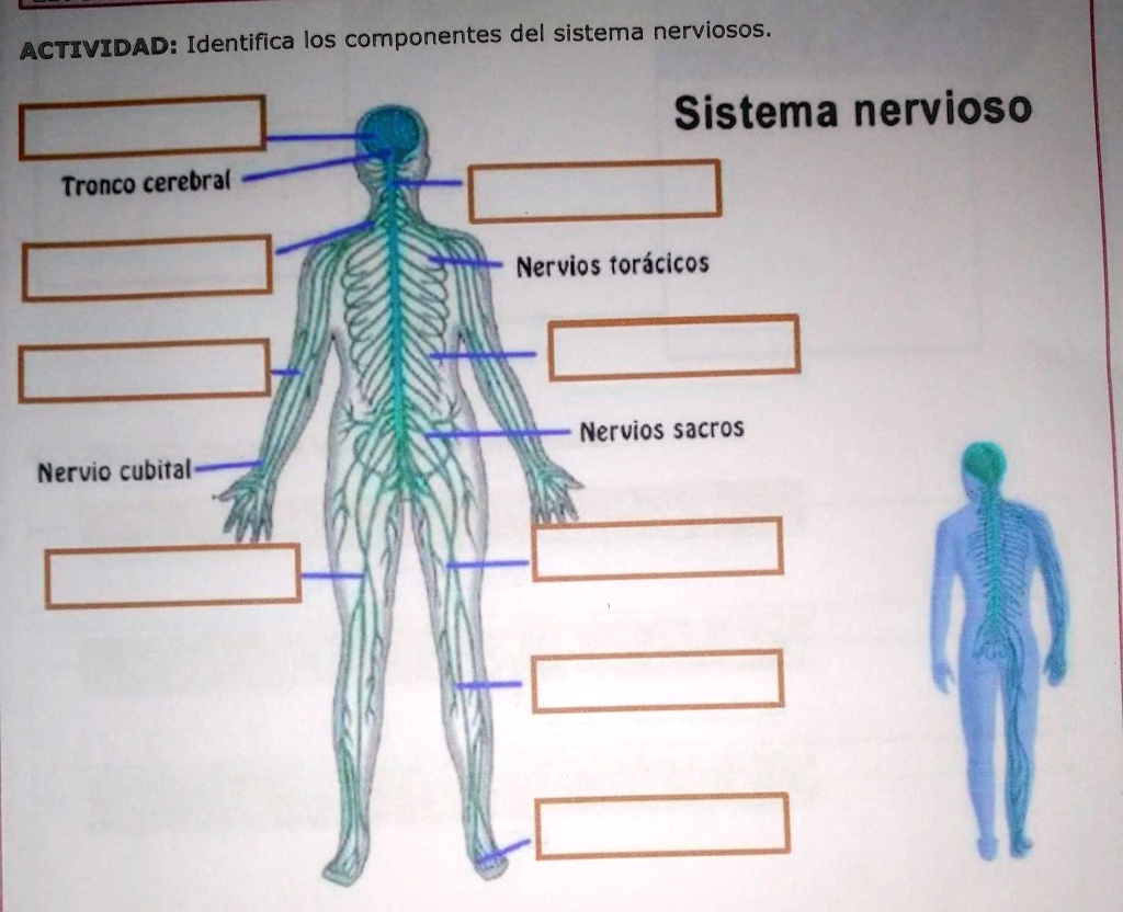 SOLVED: Me ayudan por favor le don corona a la mejor respuesta ... SOLVED: Me ayudan por favor le don corona a la mejor respuesta ...