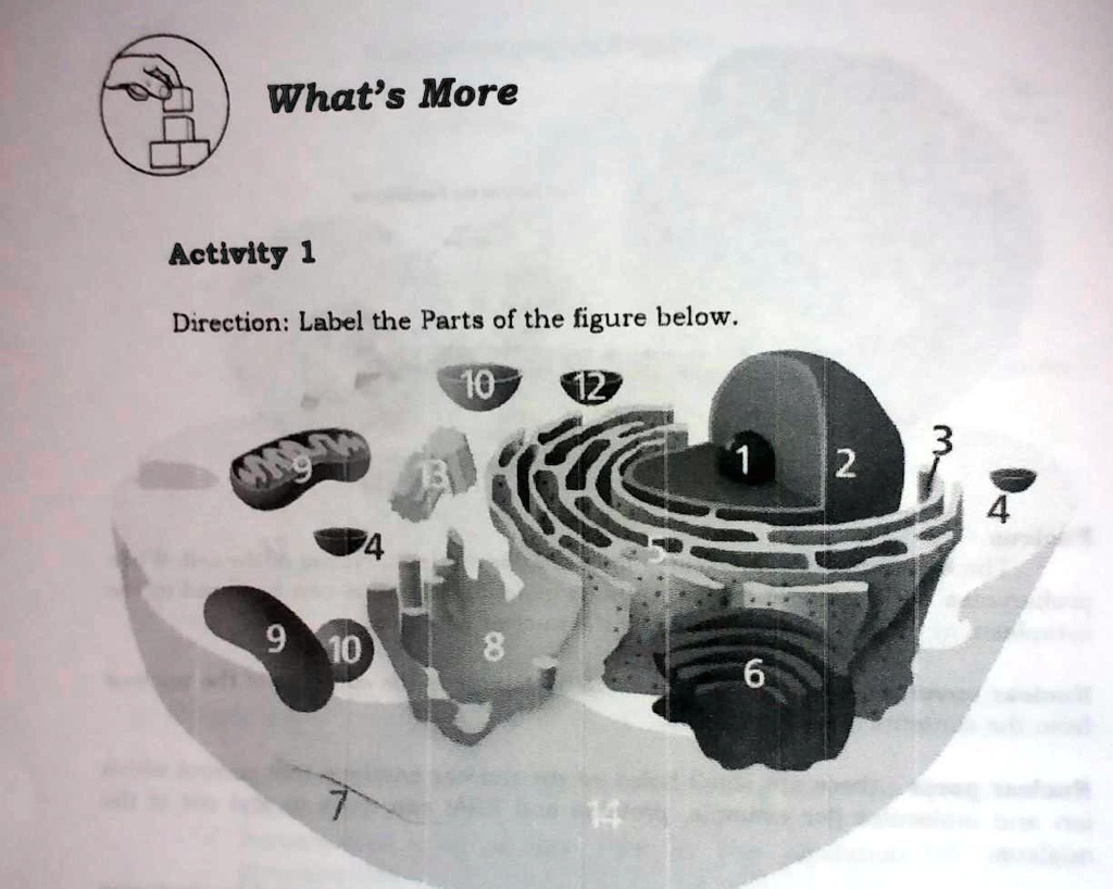 SOLVED: "direction: label the farts of the figure below. What's More ...