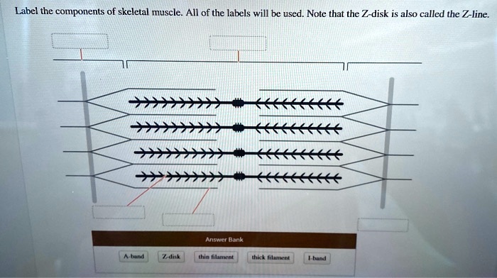 label the components of skeletal muscle all of the labcls will be used ...