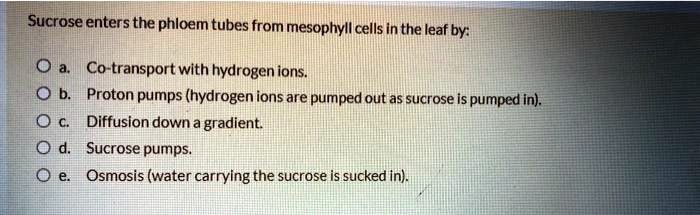 SOLVED: Sucrose enters the phloem tubes from mesophyll cells in the ...