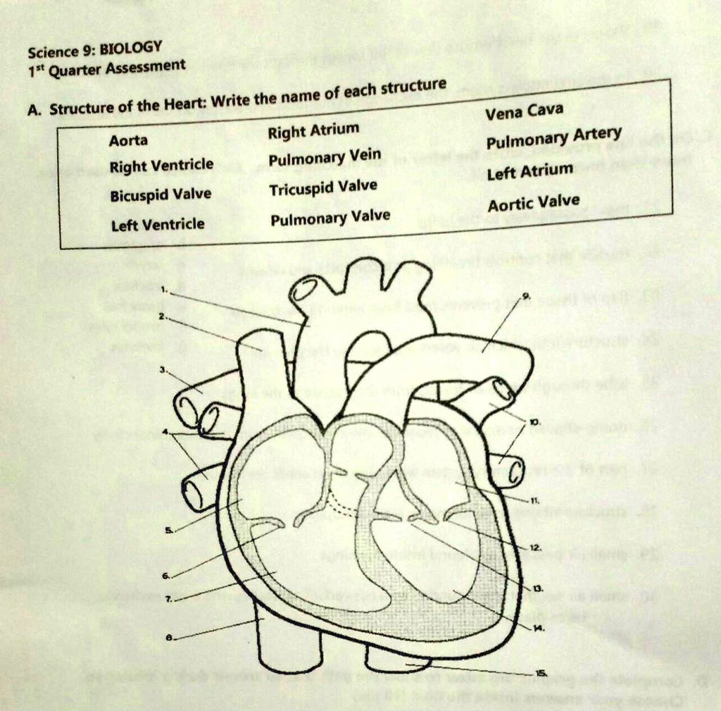 structure of heart write the name of each structure science 9 biology 1 ...