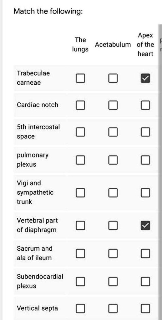 match the following apex the acetabulum of the lungs heart trabeculae ...