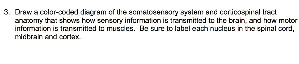 SOLVED: 3. Draw a color-coded diagram of the somatosensory system and ...