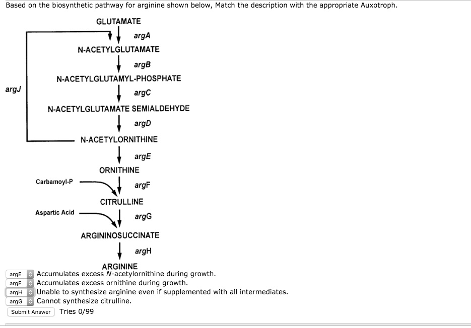 Based on the biosynthetic pathway for arginine shown below...