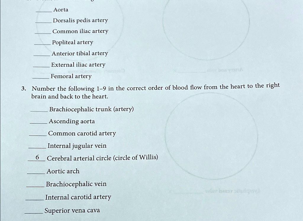 Aorta Dorsalis pedis artery Common iliac artery Popliteal...