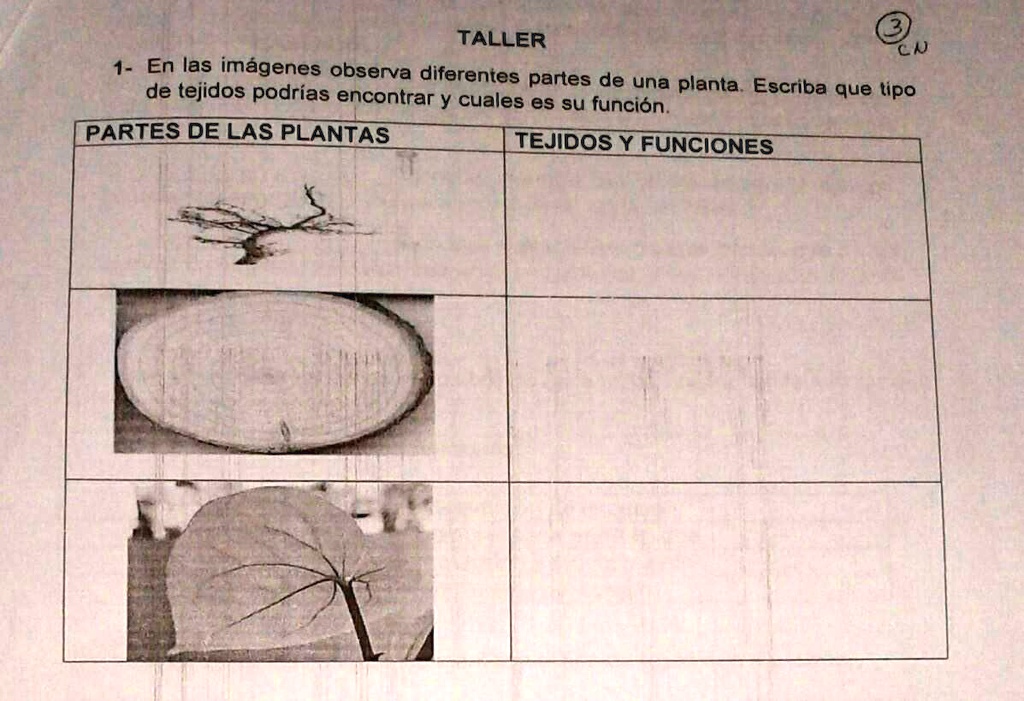 SOLVED: imágenes observa diferentes partes de una planta escriba Qué ...