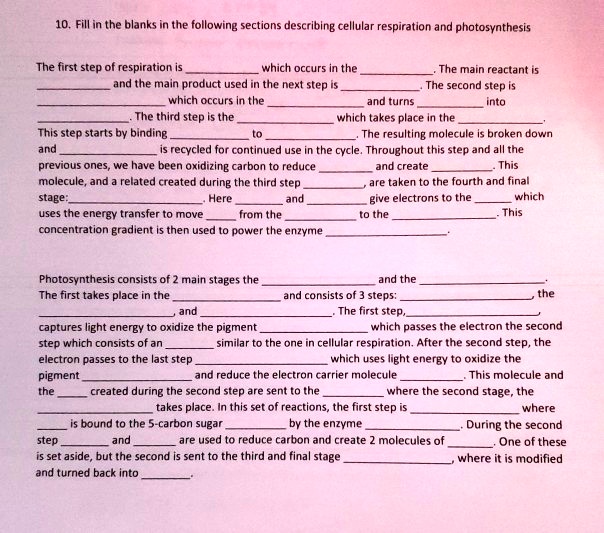 Cellular Respiration Fill In The Blank Worksheet Answers