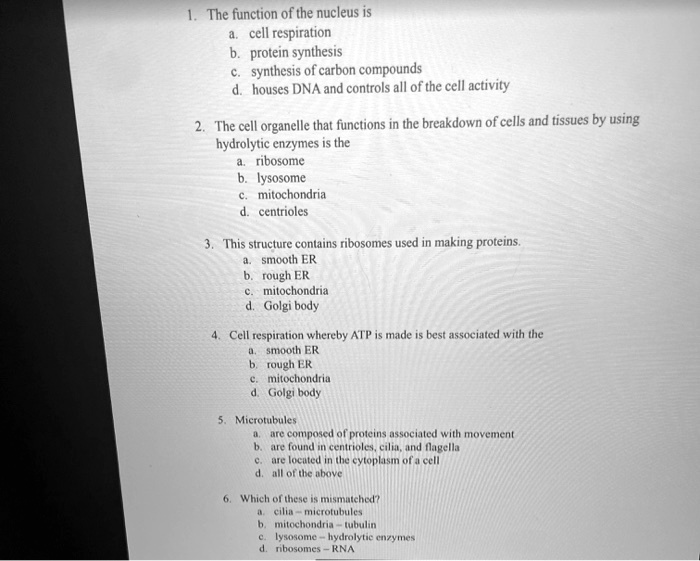 the function of the nucleus is cell respiration protein synthesis ...