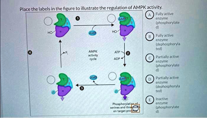 Place the labels in the figure to illustrate the regulation of AMPK ...