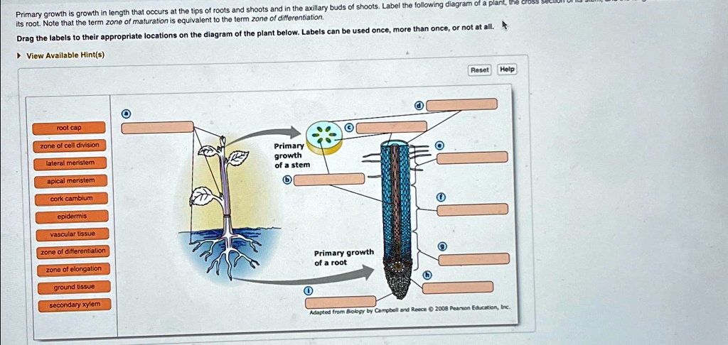 primary growth is growth in length that occurs at the tips of roots and ...