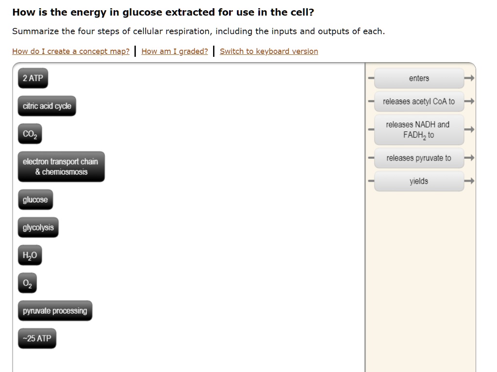 SOLVED: How is the energy in glucose extracted for use in the cell ...