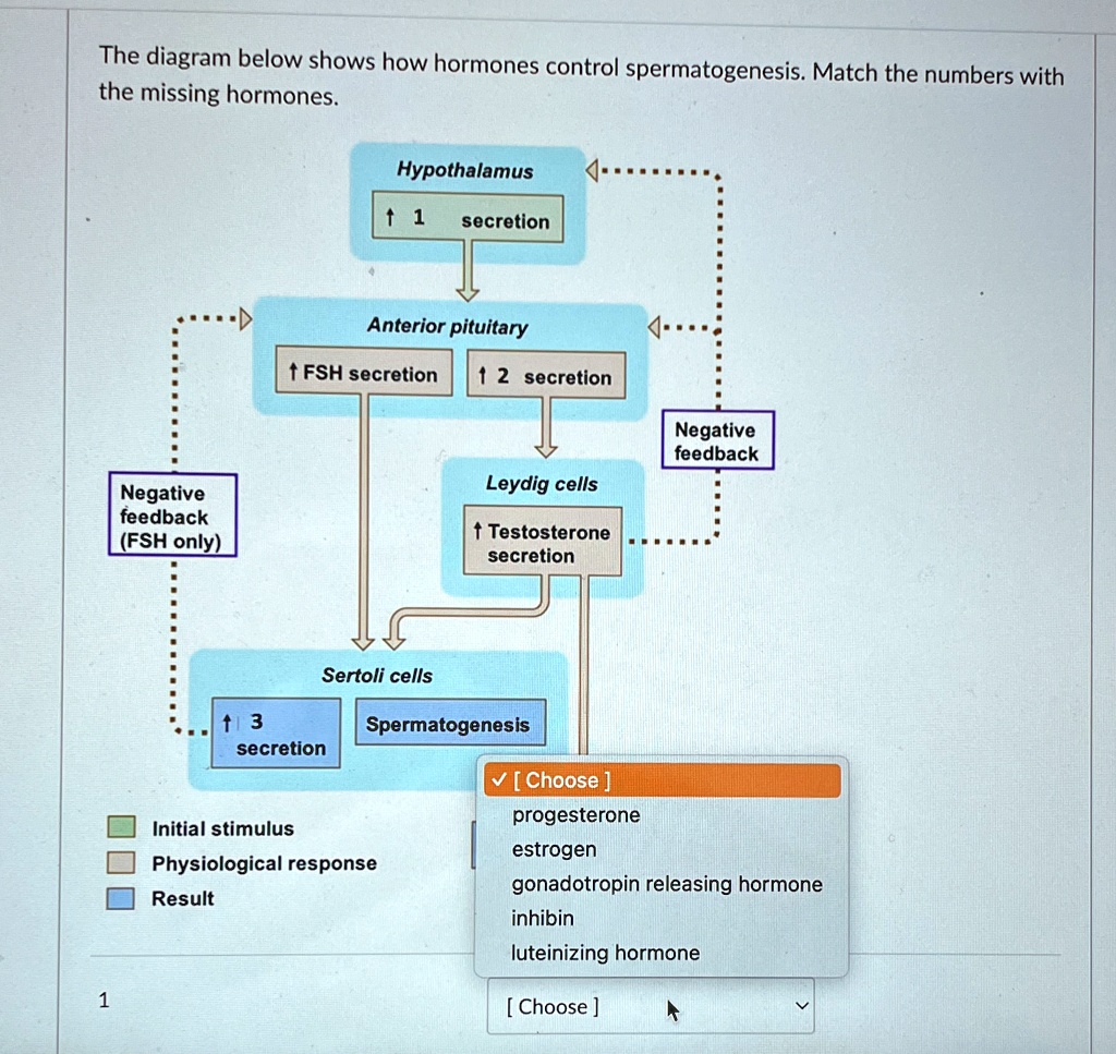 the diagram below shows how hormones control spermatogenesis match the ...