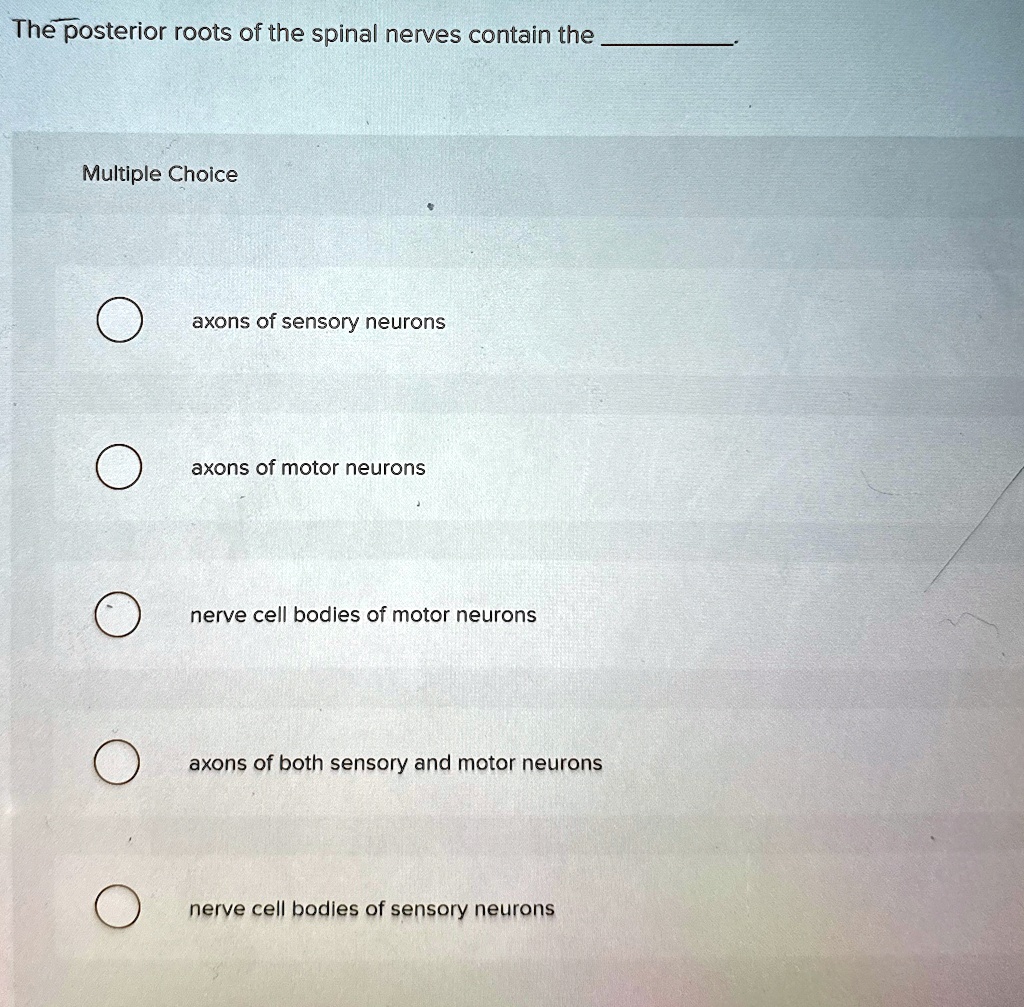 The posterior roots of the spinal nerves contain the Multiple Choice ...