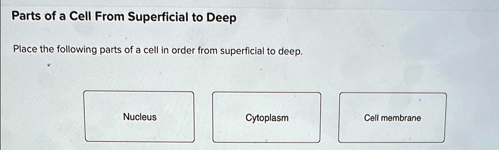 Parts of a Cell From Superficial to Deep Place the following parts of a ...