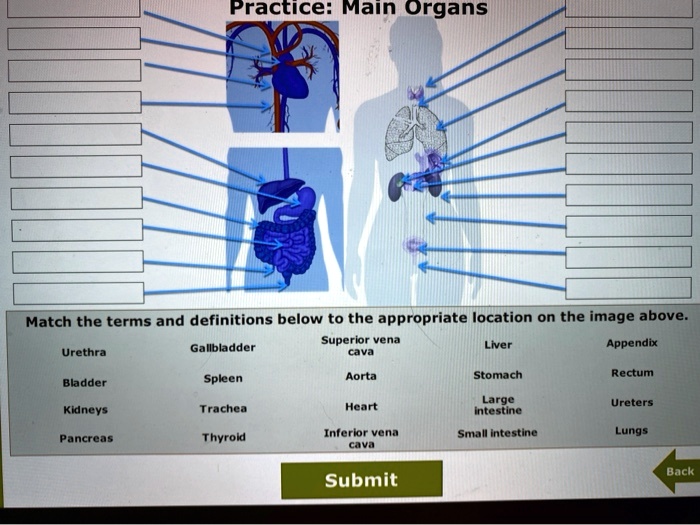 SOLVED: Practice: Main Organs Match the terms and definitions below to ...