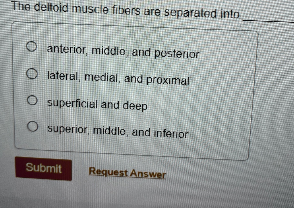 the deltoid muscle fibers are separated into anterior middle and ...