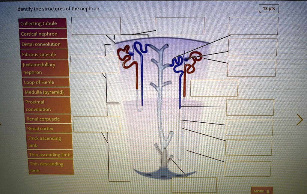 SOLVED: Collecting tubule Cortical nephron Distal convoluted tubule Fibrous capsule ...