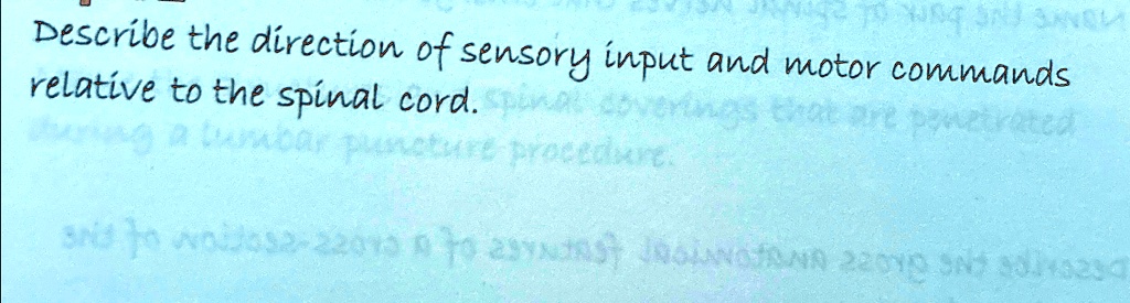 Describe The Direction Of Sensory Input And Motor Commands Relative To The Spinal Cord Describe