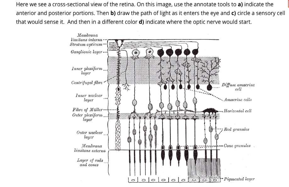 here we see cross sectional view of the retina on this image use the annotate tools to a ...