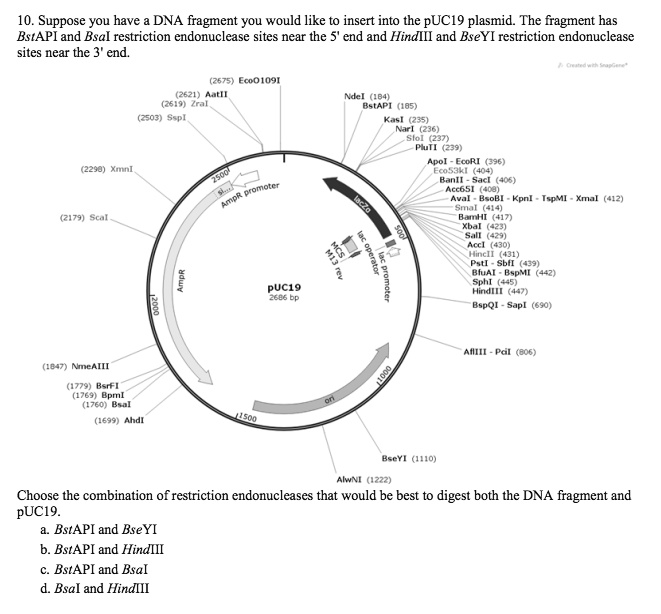 SOLVED: Suppose, YOu have DNA fragment yOu would like to insert into ...