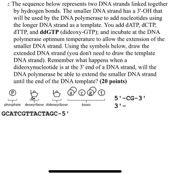 The sequence below represents two dna strands linked...
