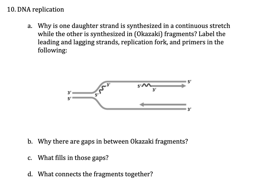 SOLVED: 10. DNA Replication Why is one daughter strand synthesized in a ...