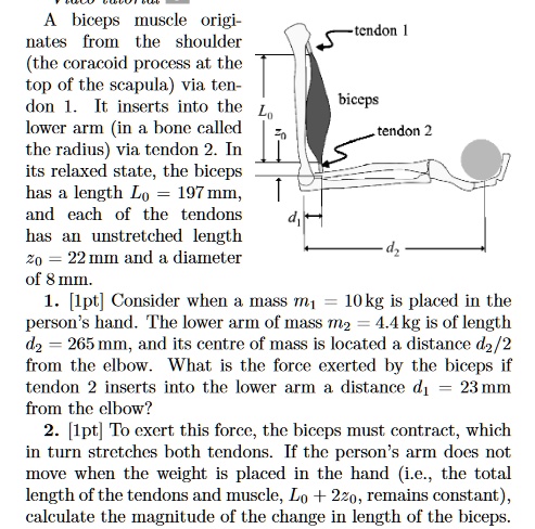 a biceps muscle origi tendon 1 nates from the shoulder the coracoid ...