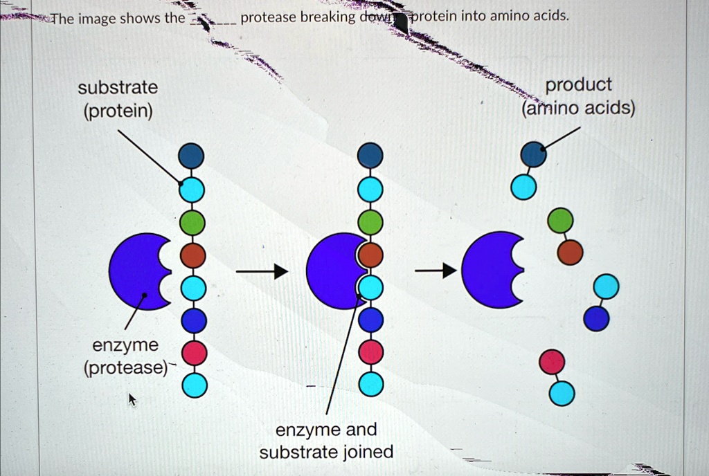 The image shows the protease breaking down protein into amino acids ...