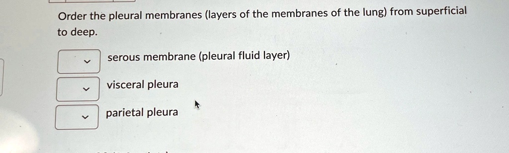 Order the pleural membranes (layers of the membranes of the lung) from superficial to deep ...