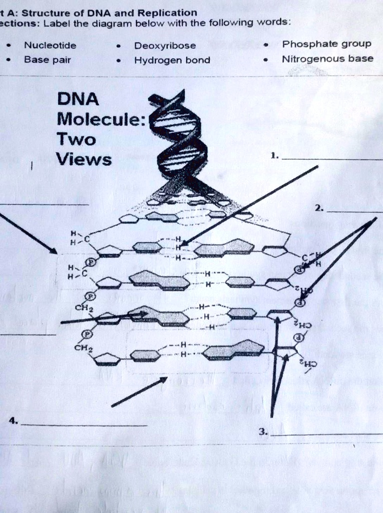 Pahelp po, kailangan ko po ngayon! TA: Structure of DNA and Replication ...