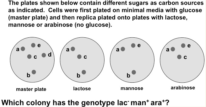 The plates shown below contain different sugars as carbon...