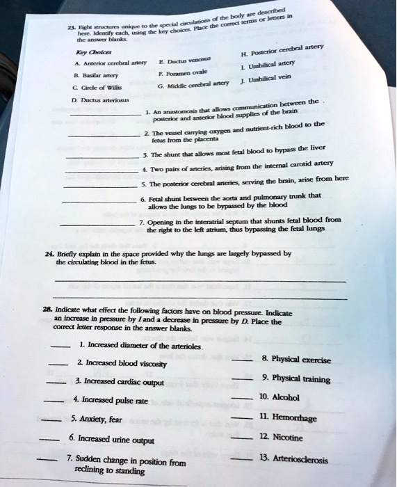 SOLVED: Key Choices: A. Anterior cerebral artery H. Posterior cerebral ...